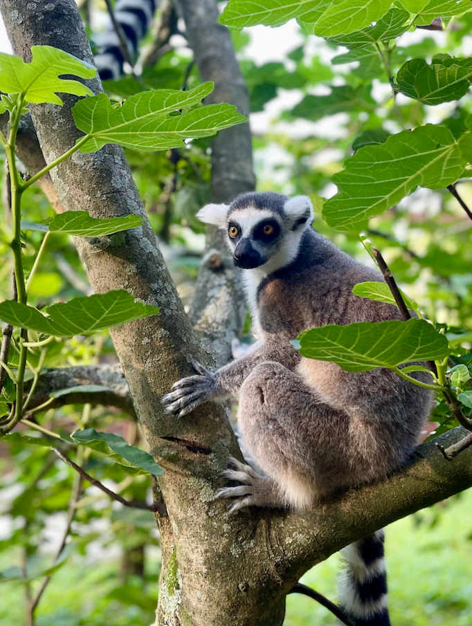 Things to do Location & Hours Volunteer Opportunities