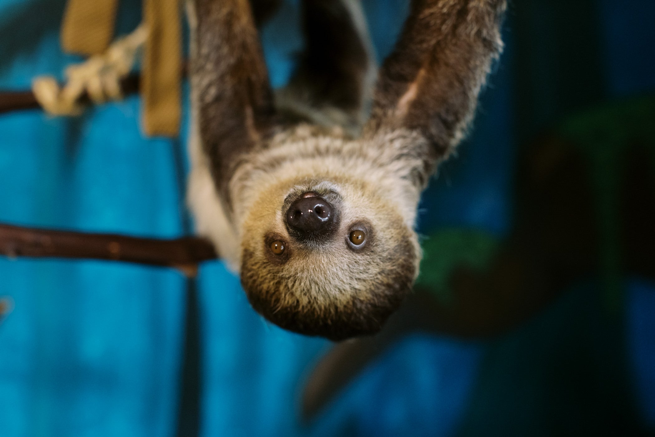 Our Animals | Wild Acres